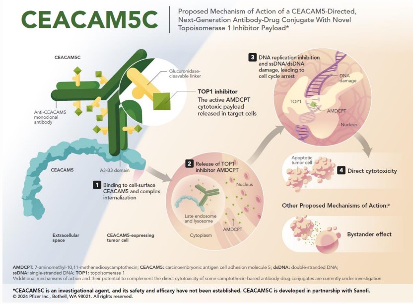 CEACAM5-directed Antibody Drug Conjugate | Pfizer Oncology Development Website